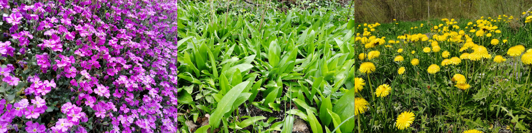 Swiss Bat Guano – Swiss Bat Guano – Universaldünger